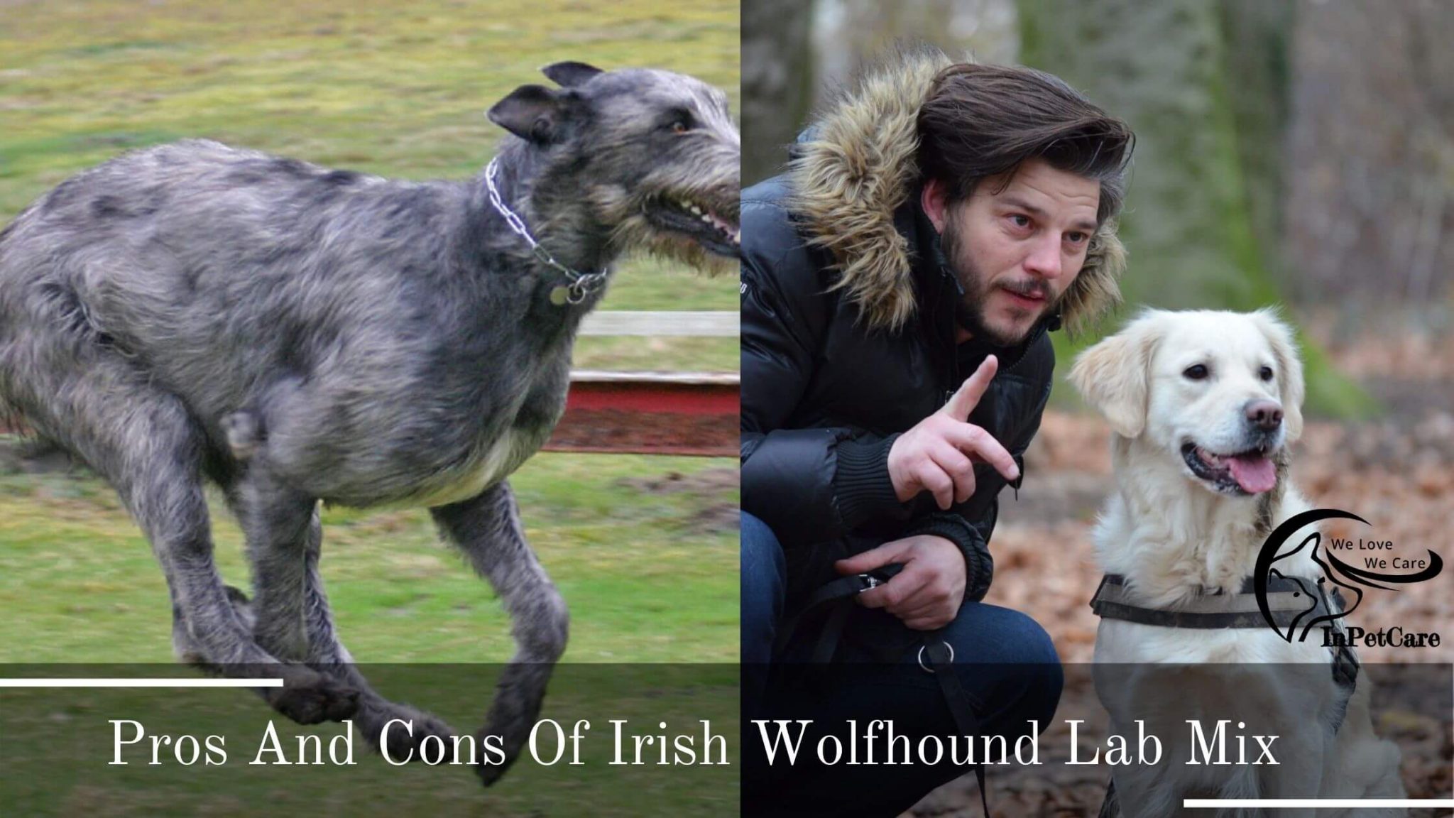 Irish Wolfhound Lab Mix: A Complete Guide (With Pictures)