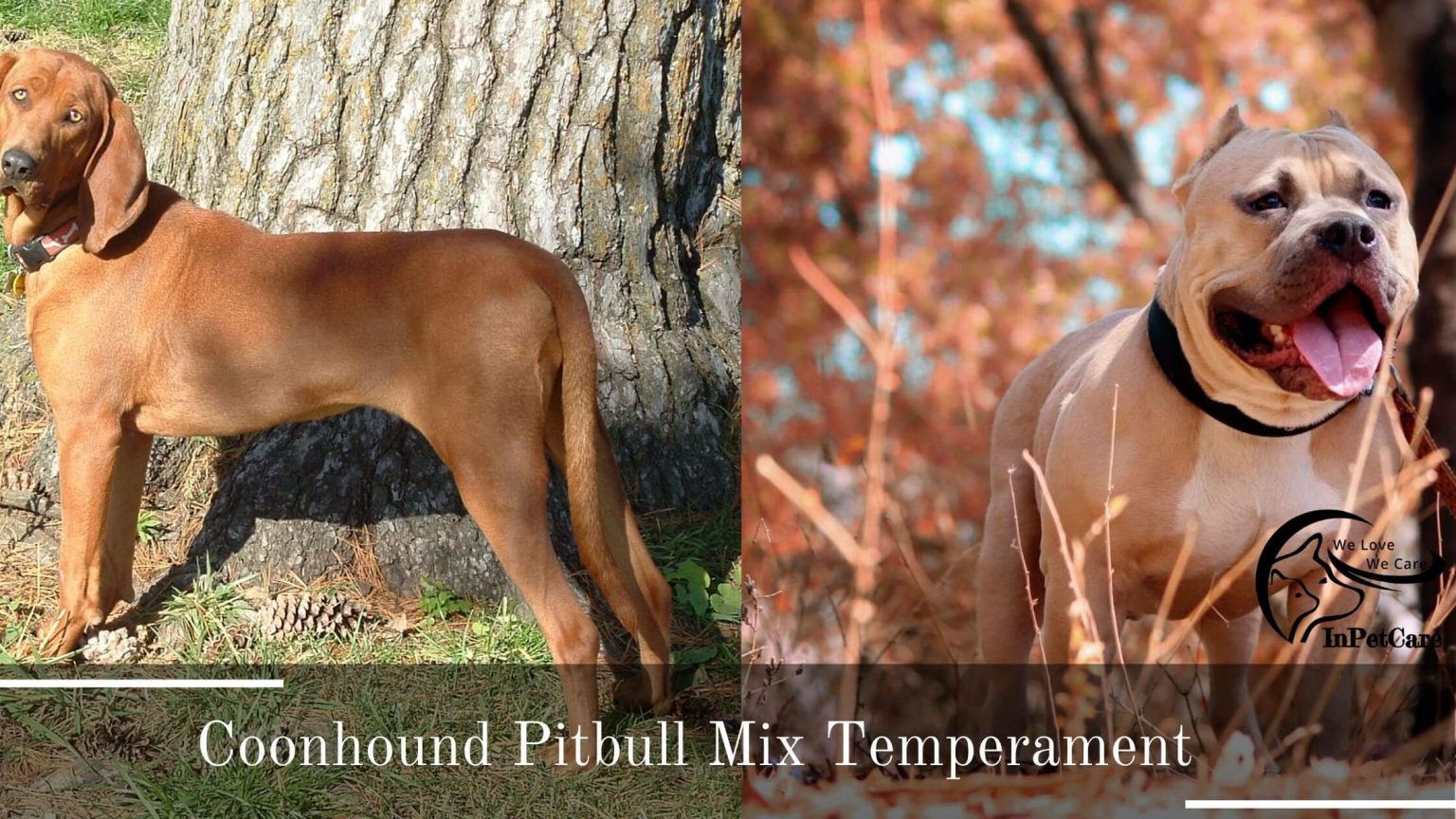 Coonhound Pitbull Mix: A Complete Guide (With Pictures)