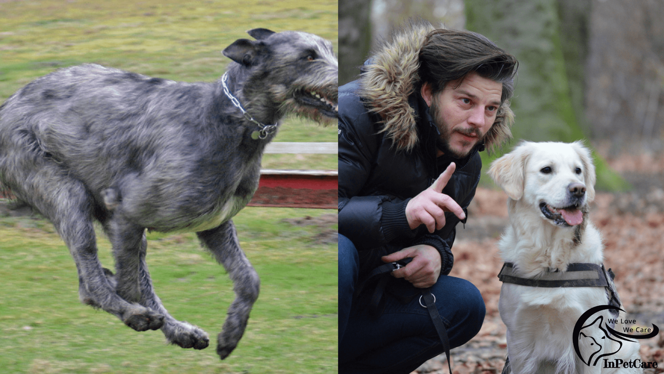 Irish Wolfhound Lab Mix: A Complete Guide (With Pictures)