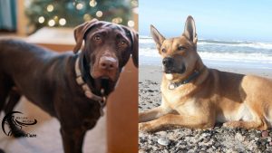 Carolina Dog Lab Mix: A Complete Guide (With Pictures)