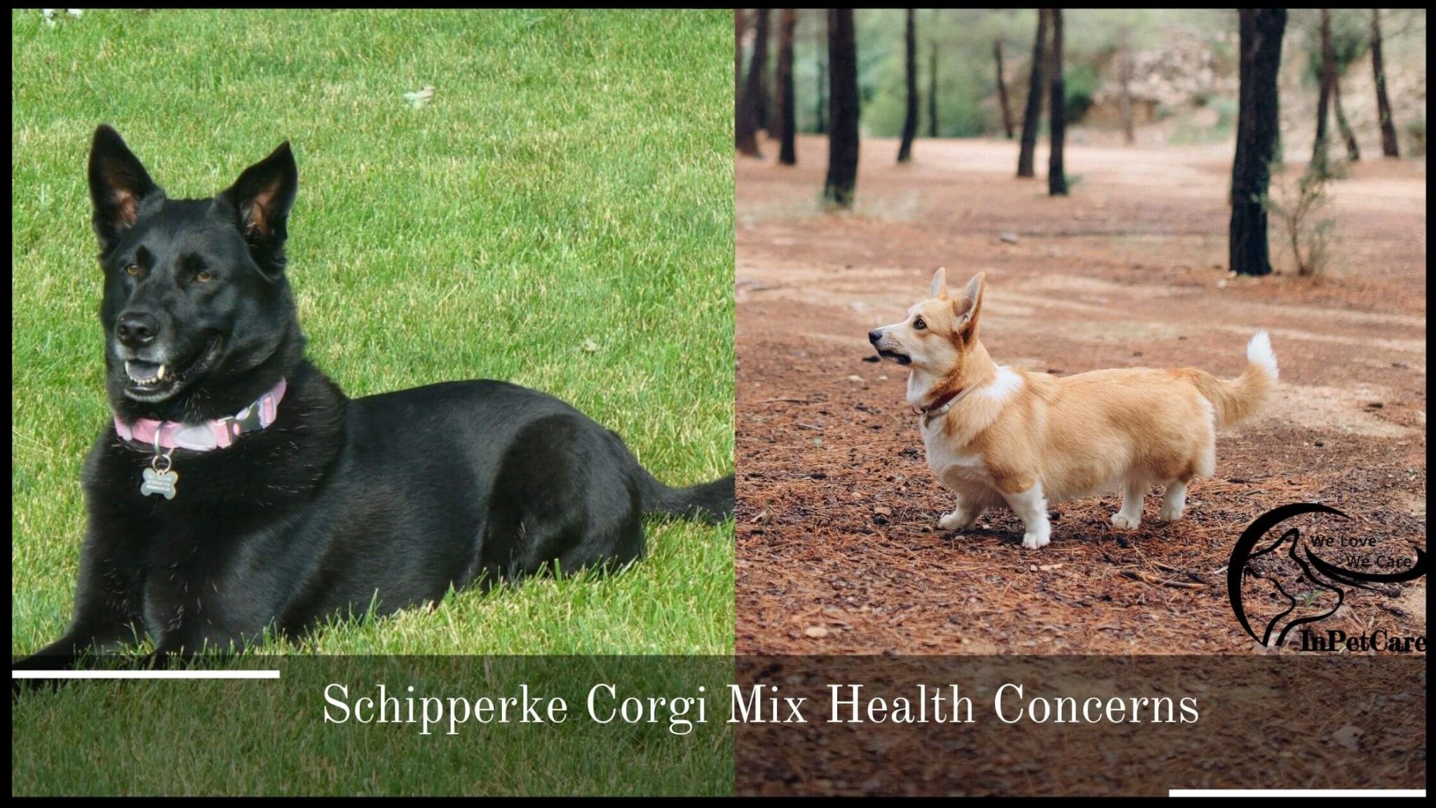 Schipperke Corgi Mix: A Complete Guide (With Pictures)