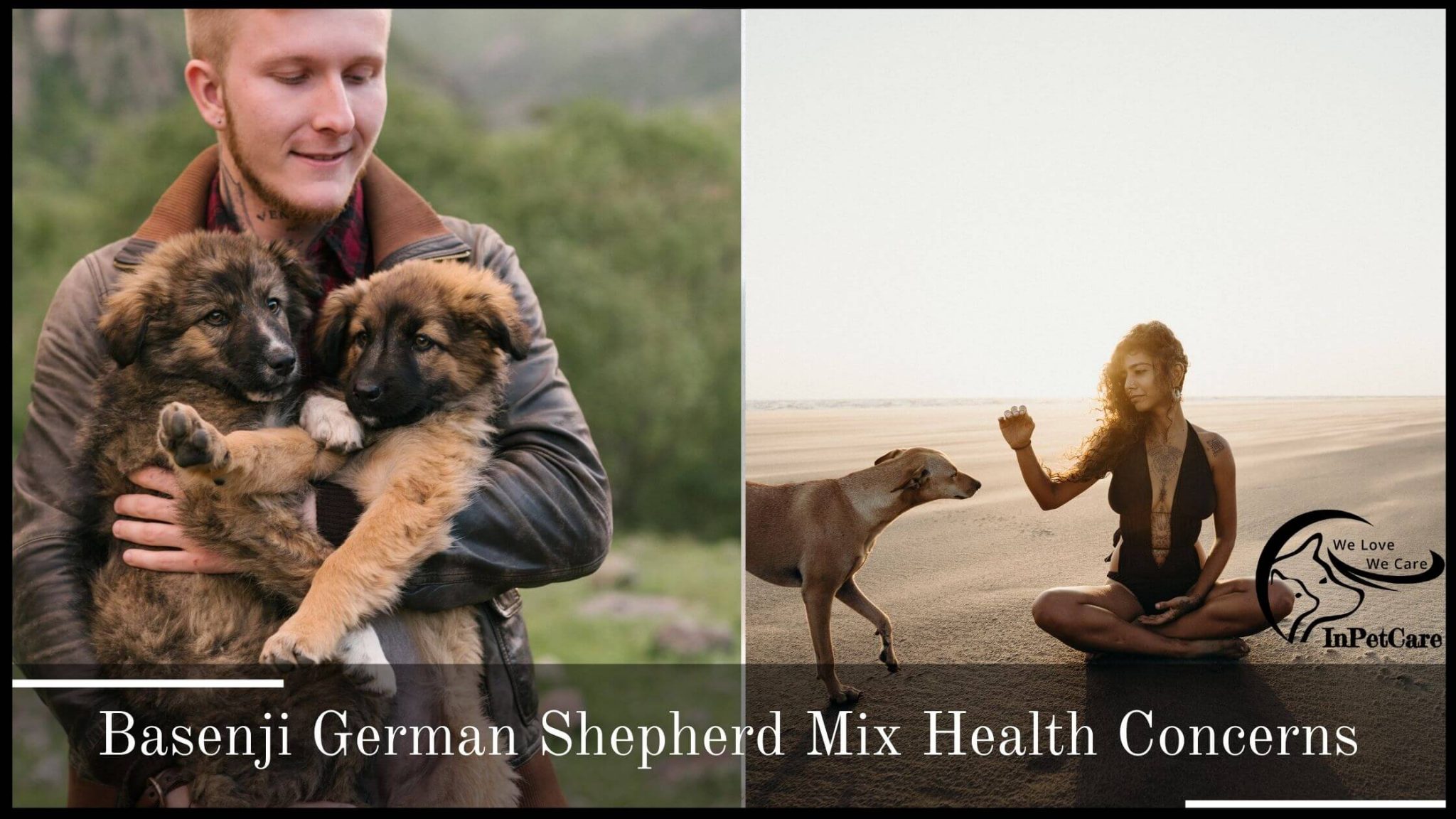 Basenji German Shepherd Mix: A Complete Guide (With Pictures)