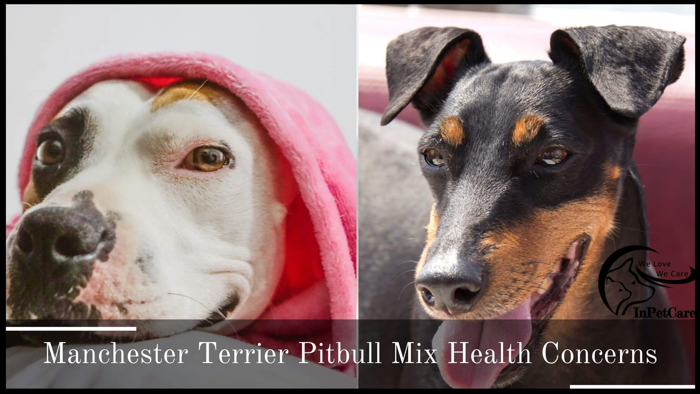 Manchester Terrier Pitbull Mix: A Complete Guide (With Picture)