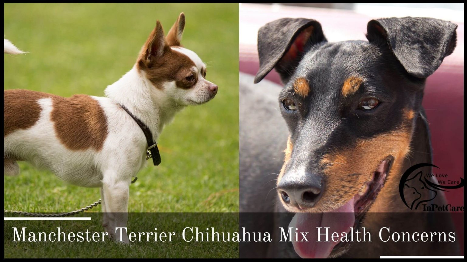 Chihuahua Manchester Terrier Mix: A Complete Guide (With Pictures)