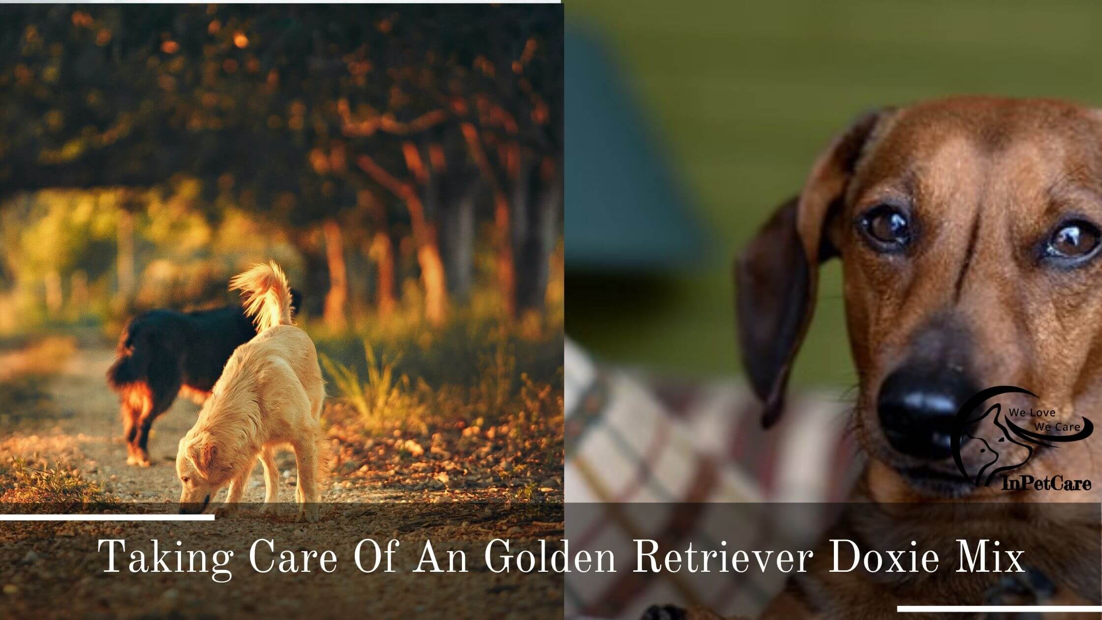 Golden Retriever Doxie Mix (Dachsador): A Complete Guide