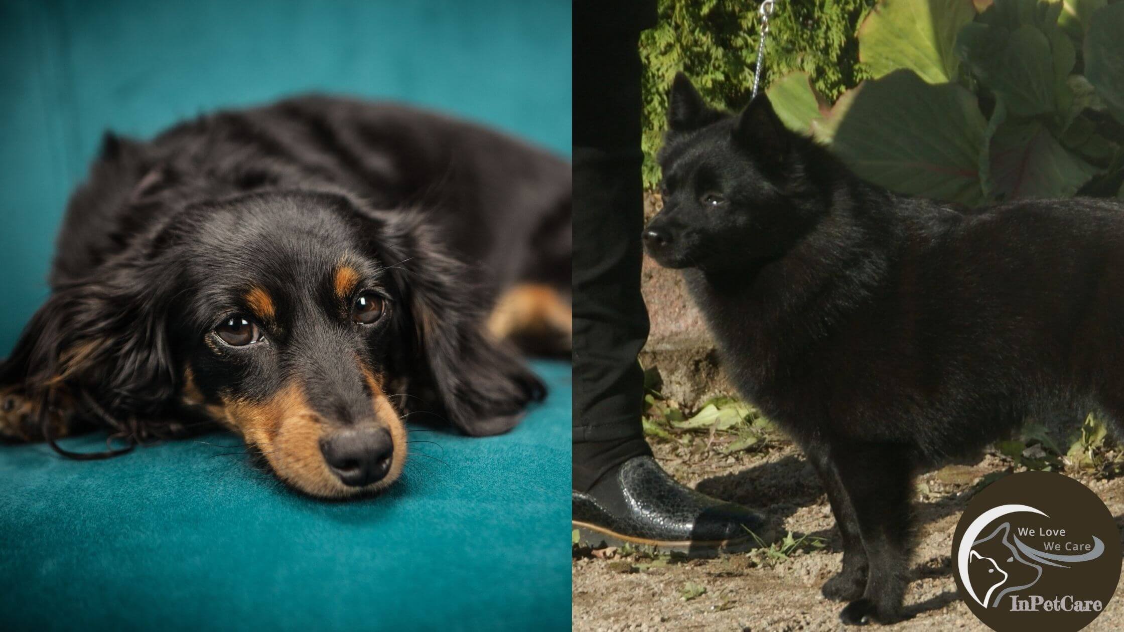Schipperke Dachshund Mix: A Complete Guide (With Picture)
