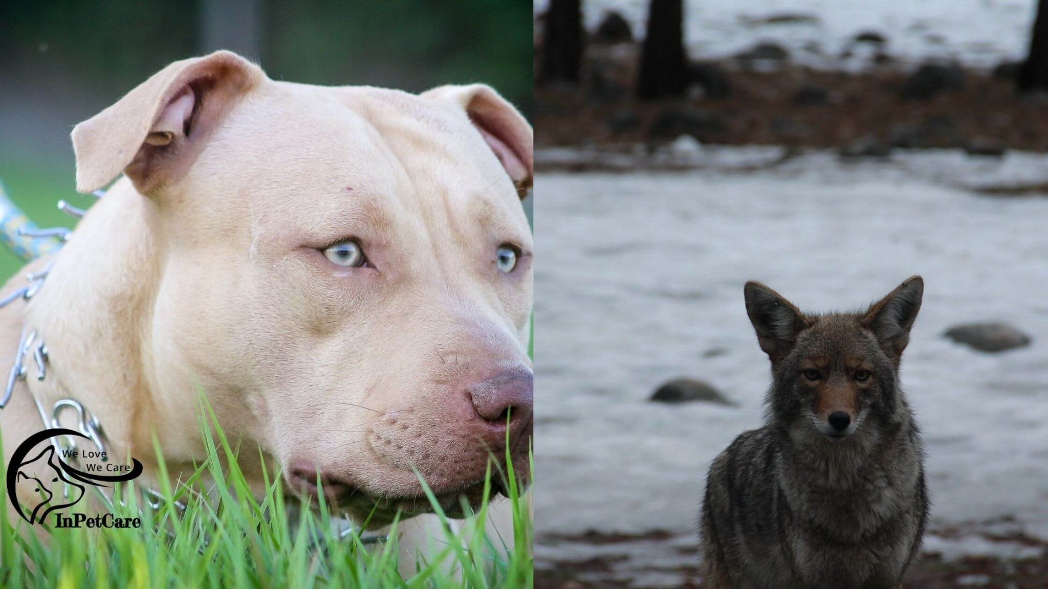 Coyote Pitbull Mix: A Complete Guide (With Pictures)