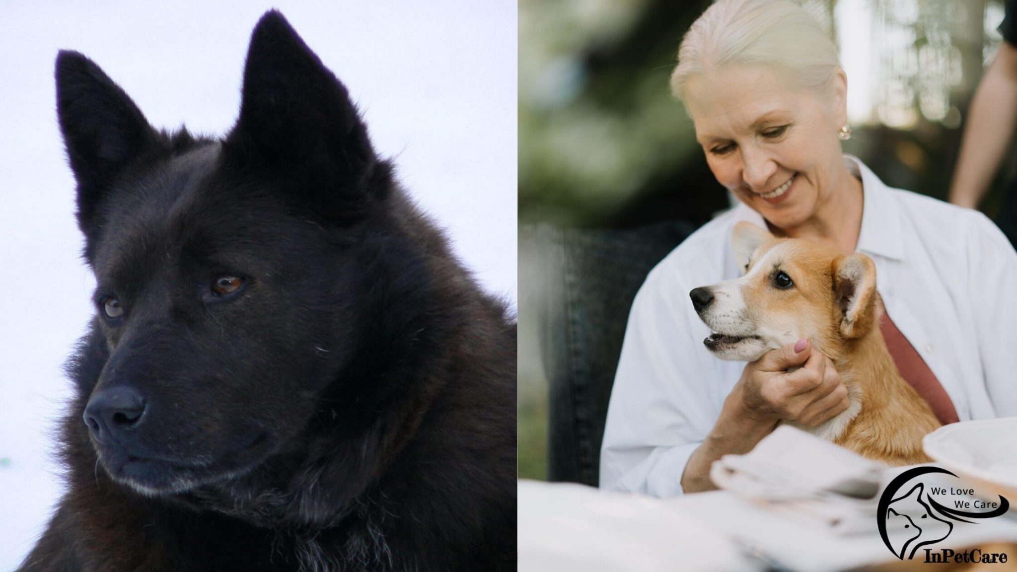 Schipperke Corgi Mix: A Complete Guide (With Pictures)