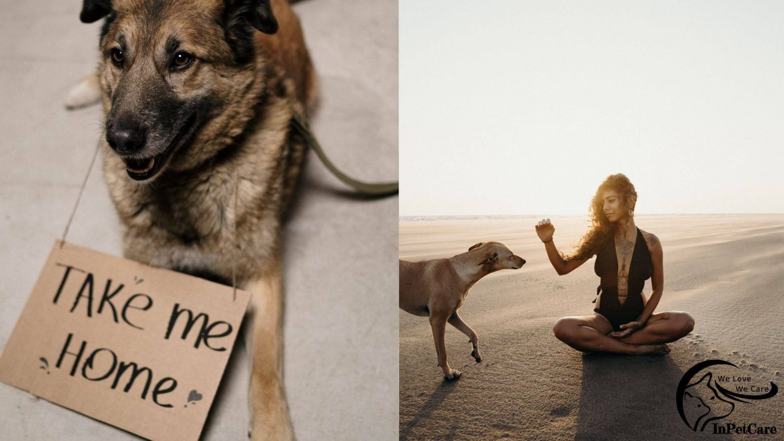 Basenji German Shepherd Mix: A Complete Guide (With Pictures)