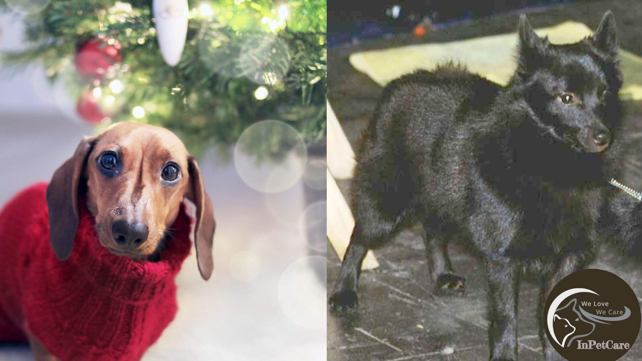 Schipperke Dachshund Mix: A Complete Guide (With Picture)