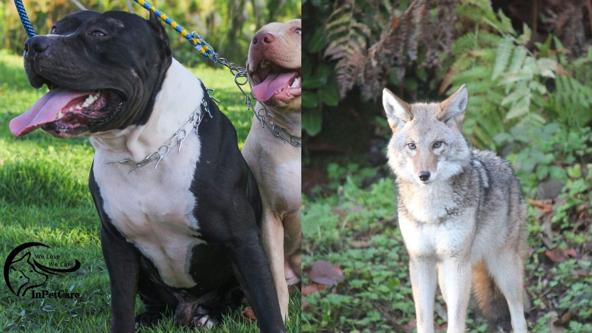 Coyote Pitbull Mix: A Complete Guide (With Pictures)