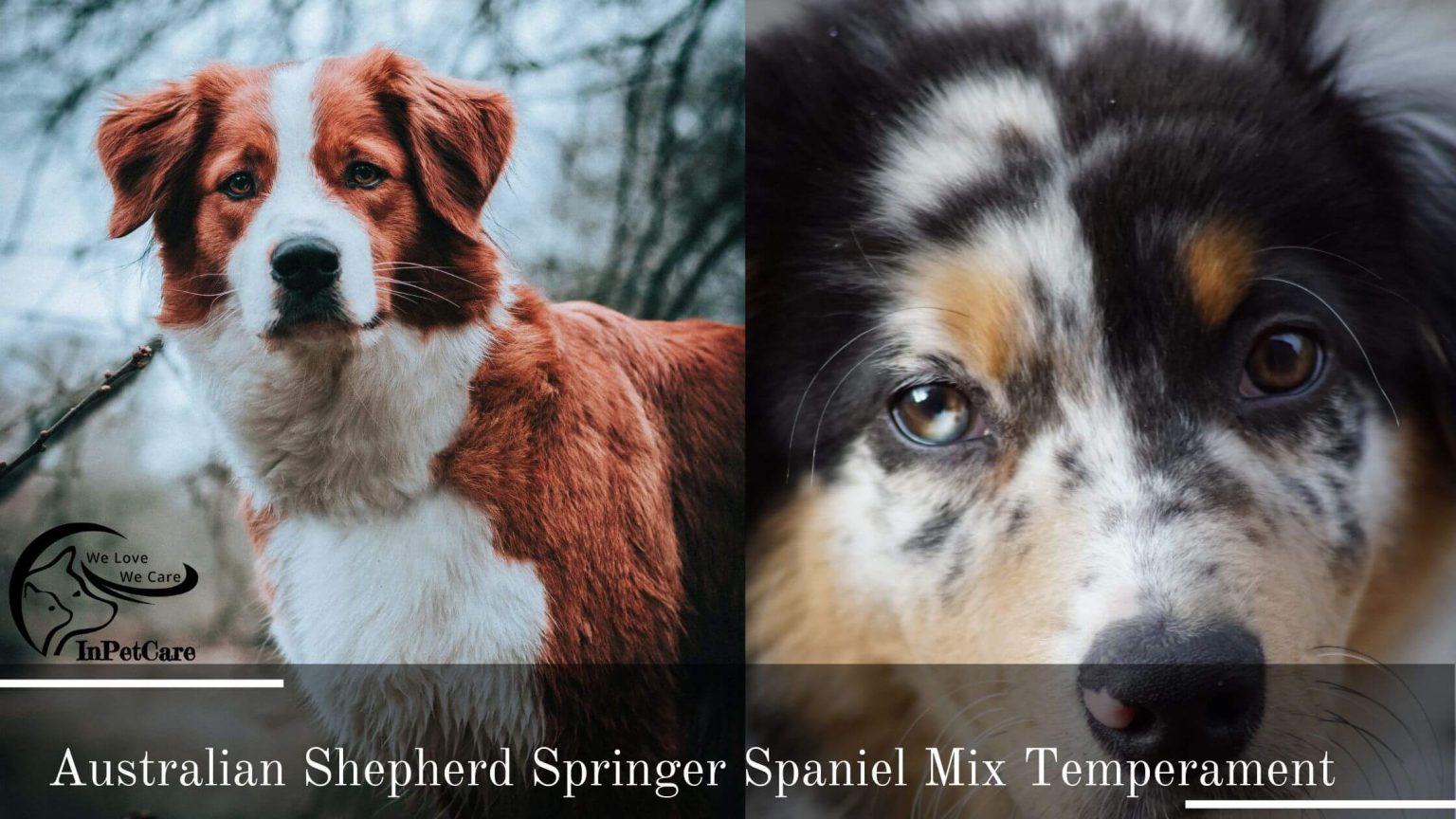 Australian Shepherd Springer Spaniel Mix: A Complete Guide (With Pictures)