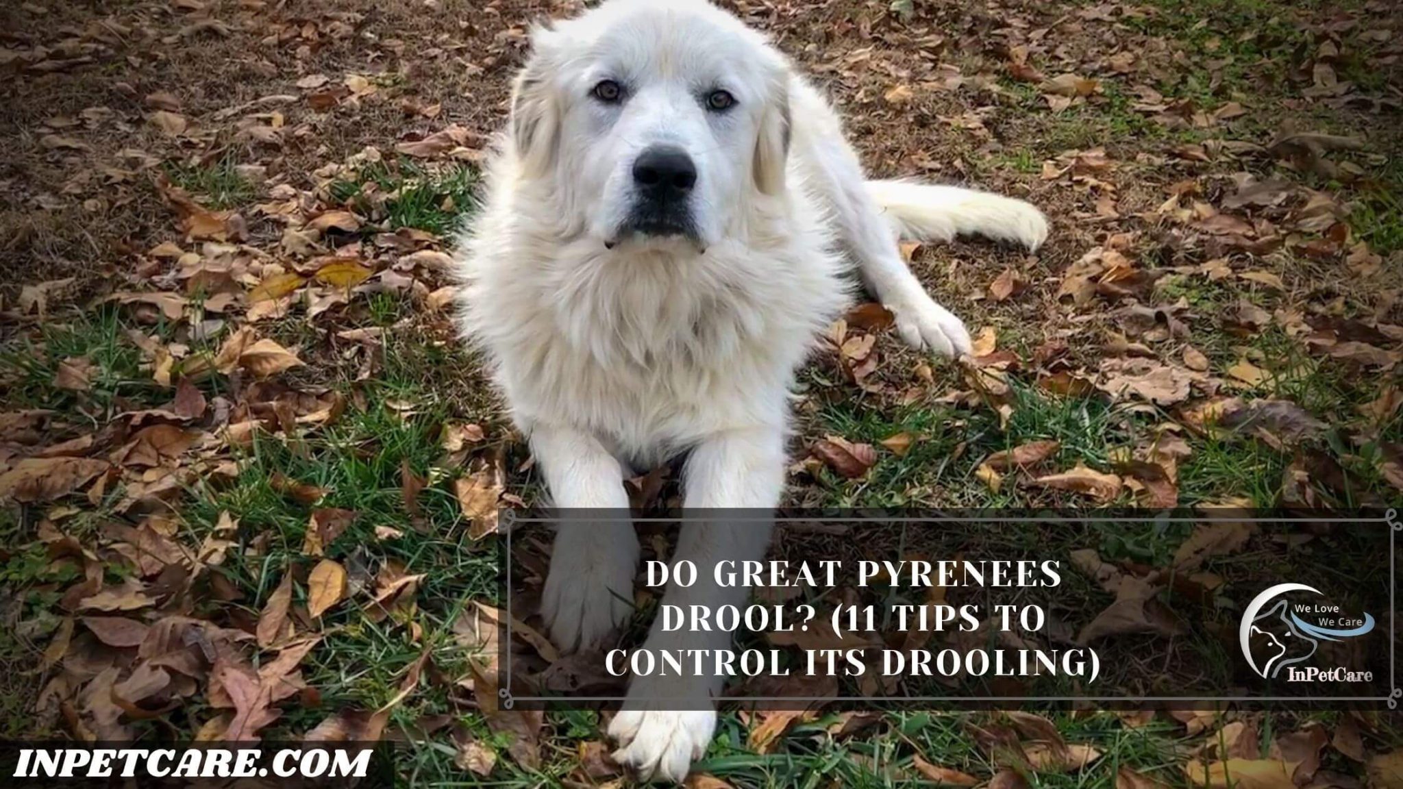 Do Great Pyrenees Drool? (11 Tips To Control Its Drooling)