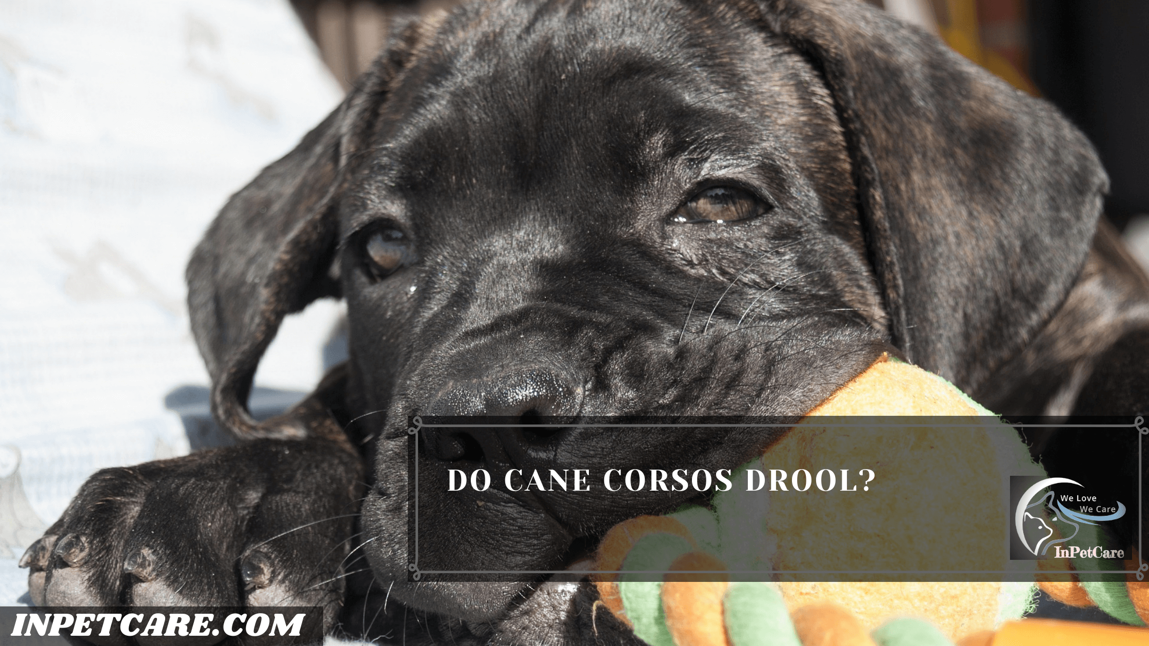 Do Cane Corsos Drool? (9 Tips To Control & Avoid Drooling)