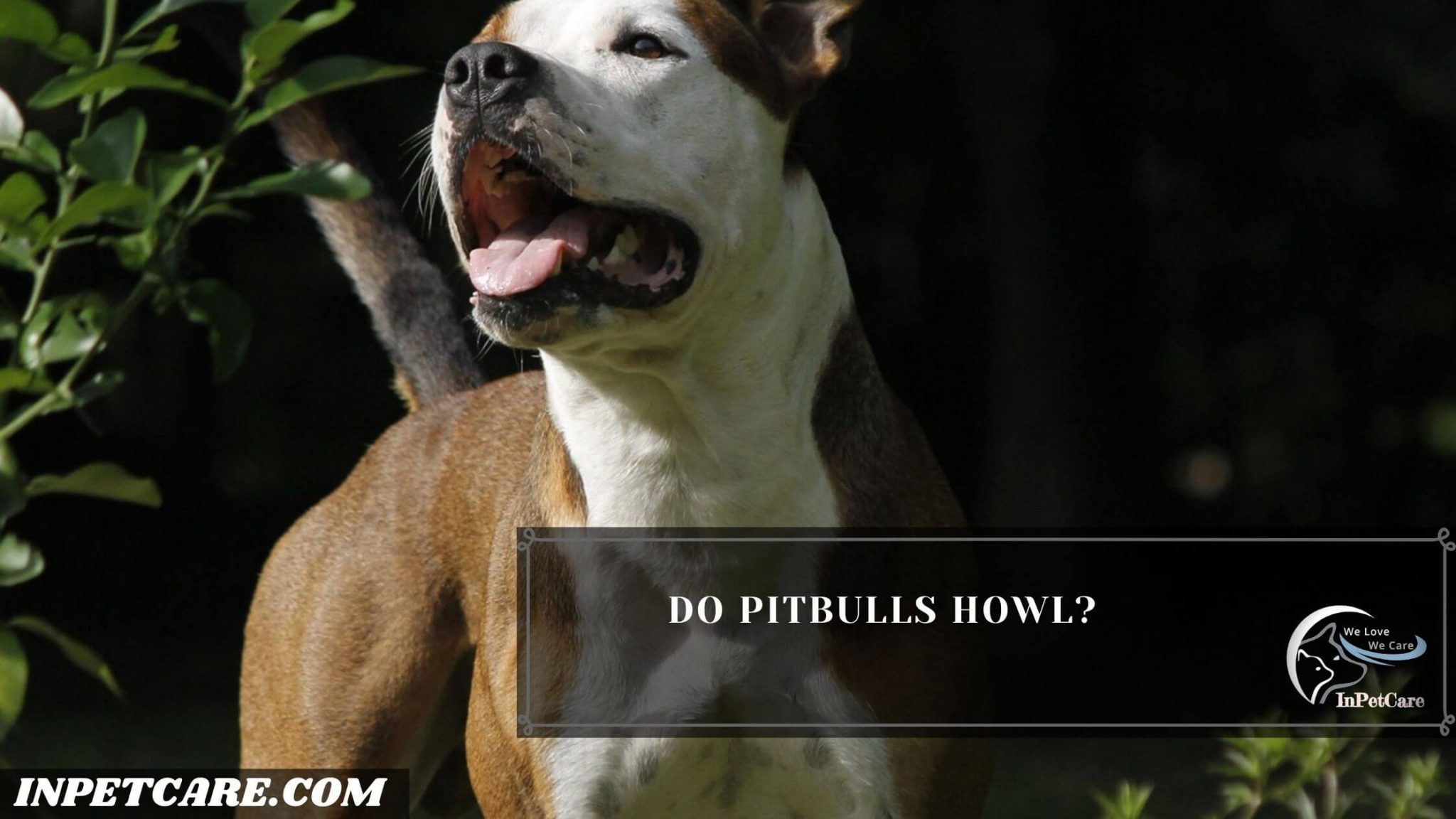 Do Pitbulls Howl? Is It Bad Or Good? (9 Tips To Prevent It)