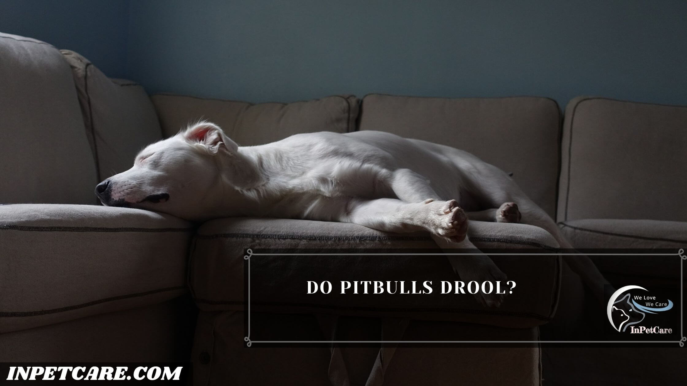Do Pitbulls Drool? (9 Major Causes Of Excessive Drooling)