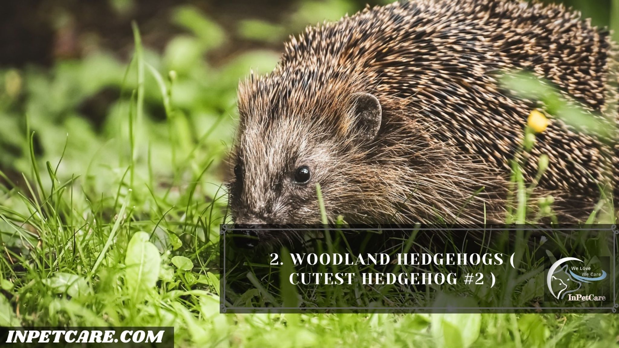 9 Cutest Hedgehogs Of The World To Pet (With Pictures)