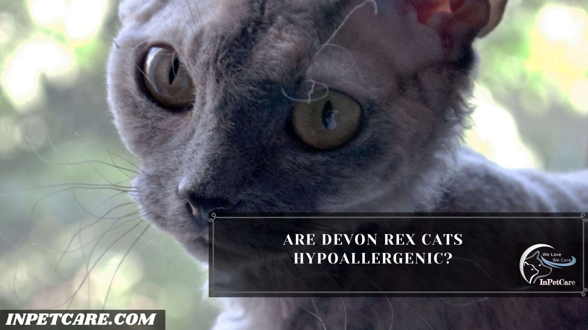 Are Devon Rex Cats Hypoallergenic? - InPetCare