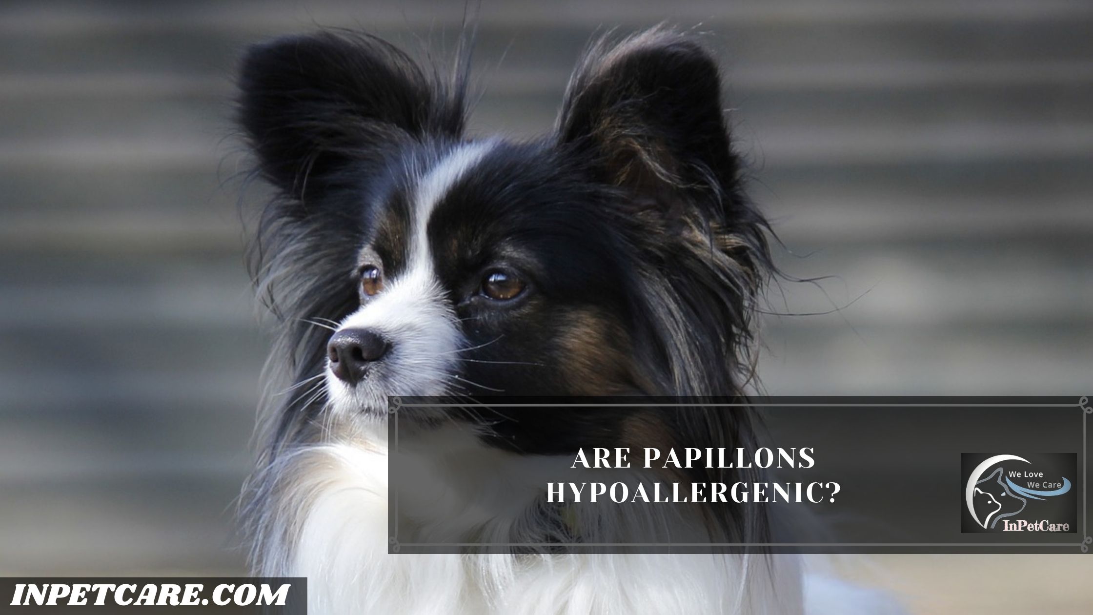Are Papillons Hypoallergenic? Tips For Families With Allergy