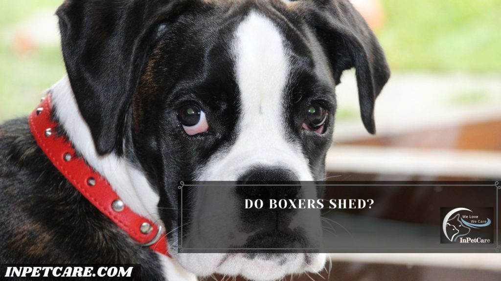 Do Boxers Shed Bad