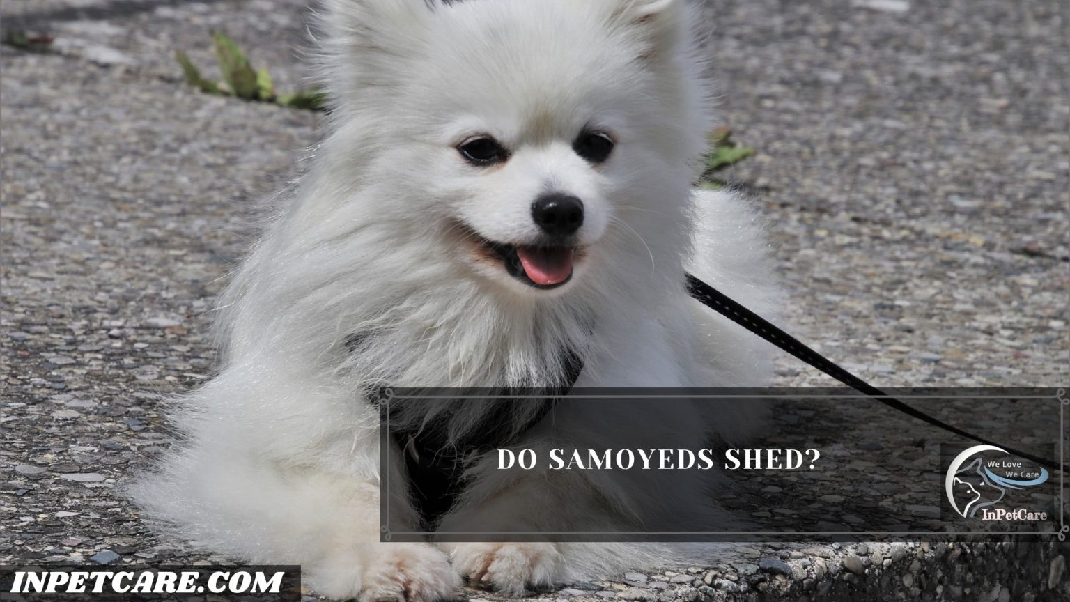 Do Samoyeds Shed? (Tips To Control Its Excessive Shedding)