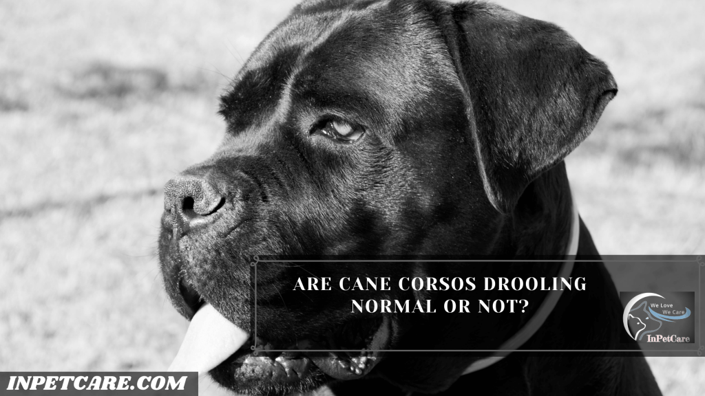 Are Cane Corso Droolers