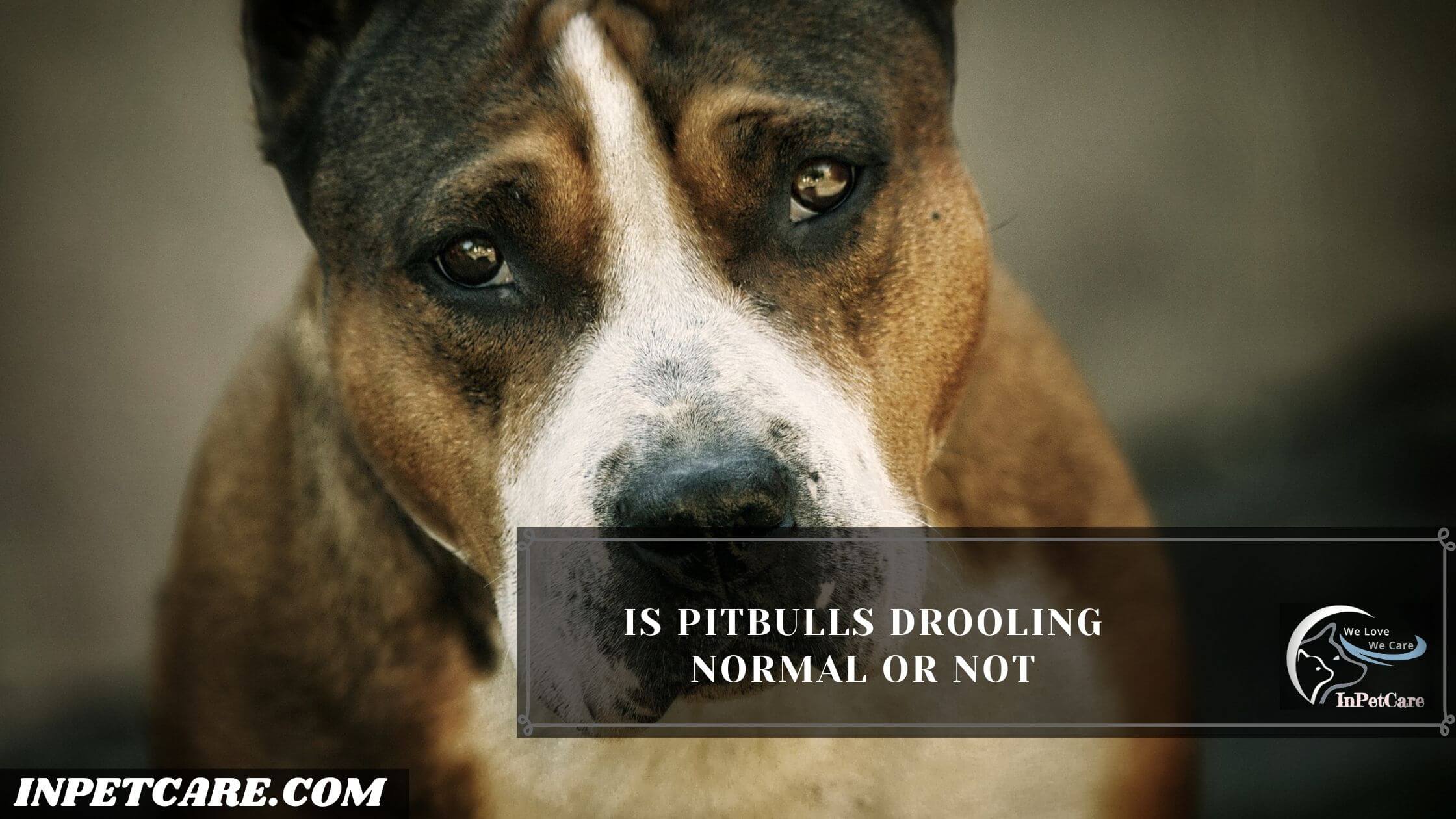 Do Pitbulls Drool? (9 Major Causes Of Excessive Drooling)