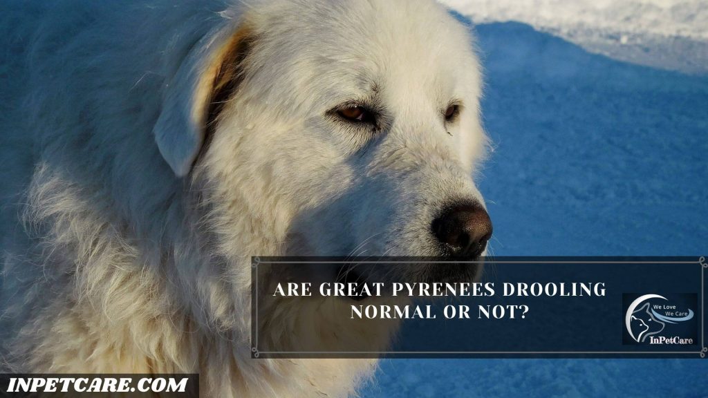 Do Great Pyrenees Dogs Drool
