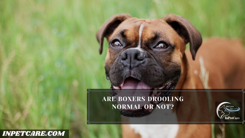 Boxer Drooling Do Boxers Drool A Lot