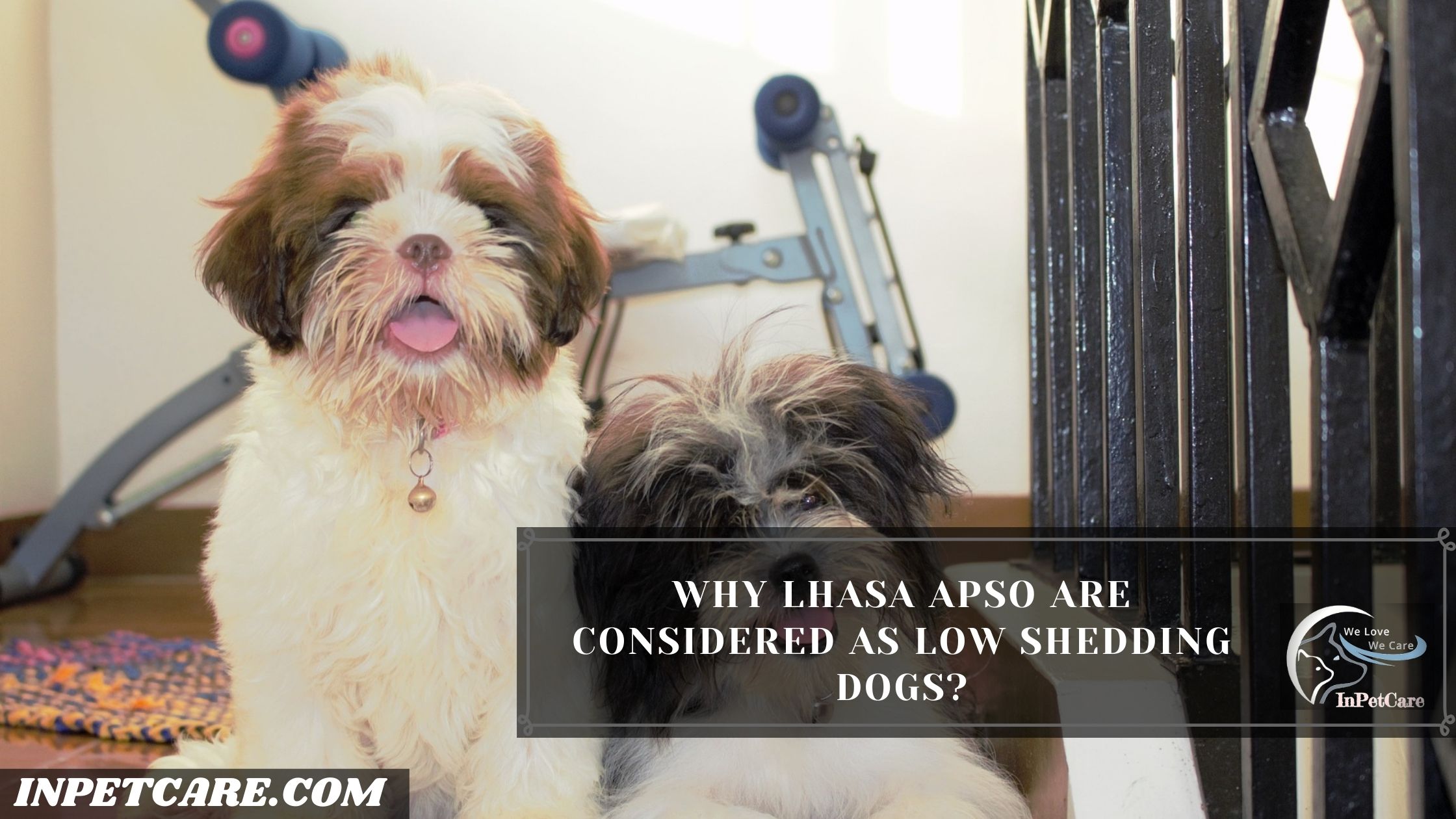 Do Lhasa Apsos Shed? (Tips To Control Its Shedding)