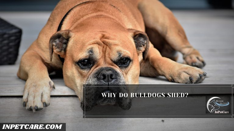 Do Bulldogs Shed? (13 Tips To Control Its Shedding)