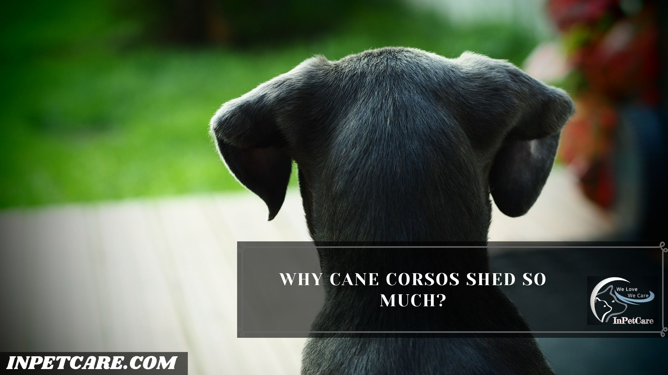 Do Cane Corsos Shed? (3 Tips To Control Its Shedding)
