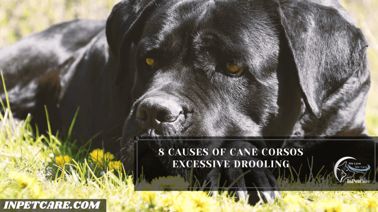 Do Cane Corsos Drool? (9 Tips To Control & Avoid Drooling)