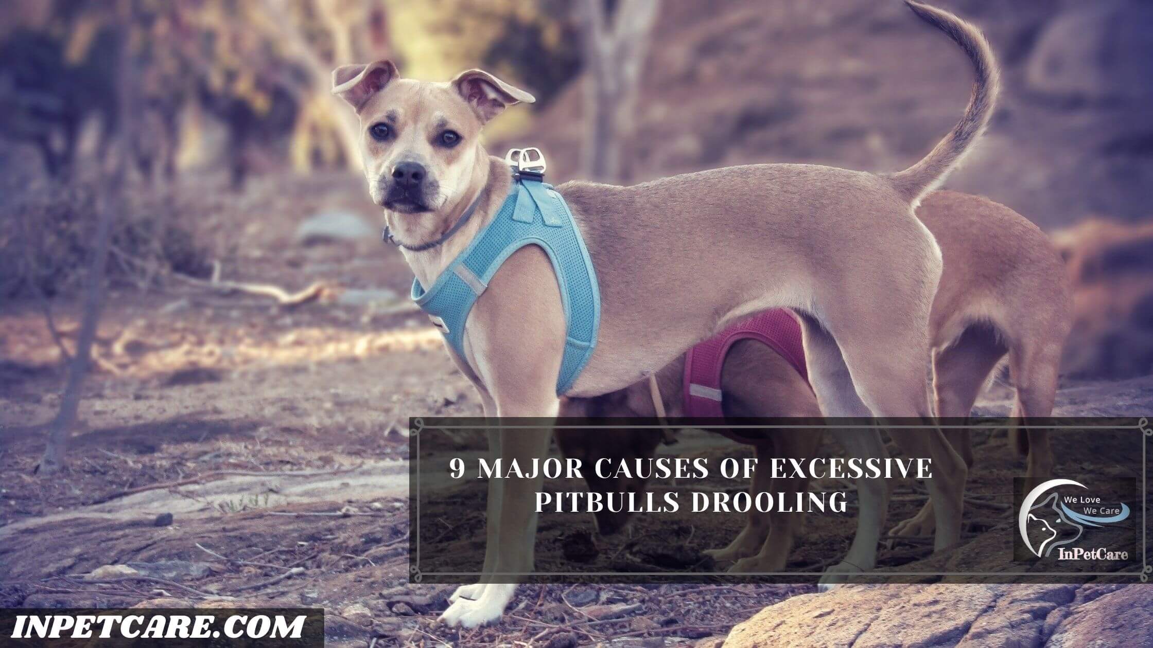 Do Pitbulls Drool? (9 Major Causes Of Excessive Drooling)