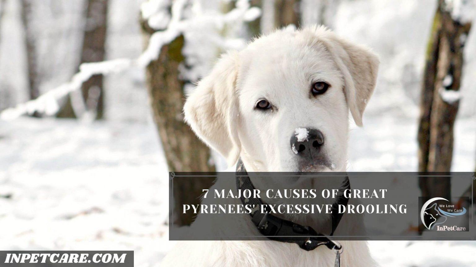 Do Great Pyrenees Drool? (11 Tips To Control Its Drooling)