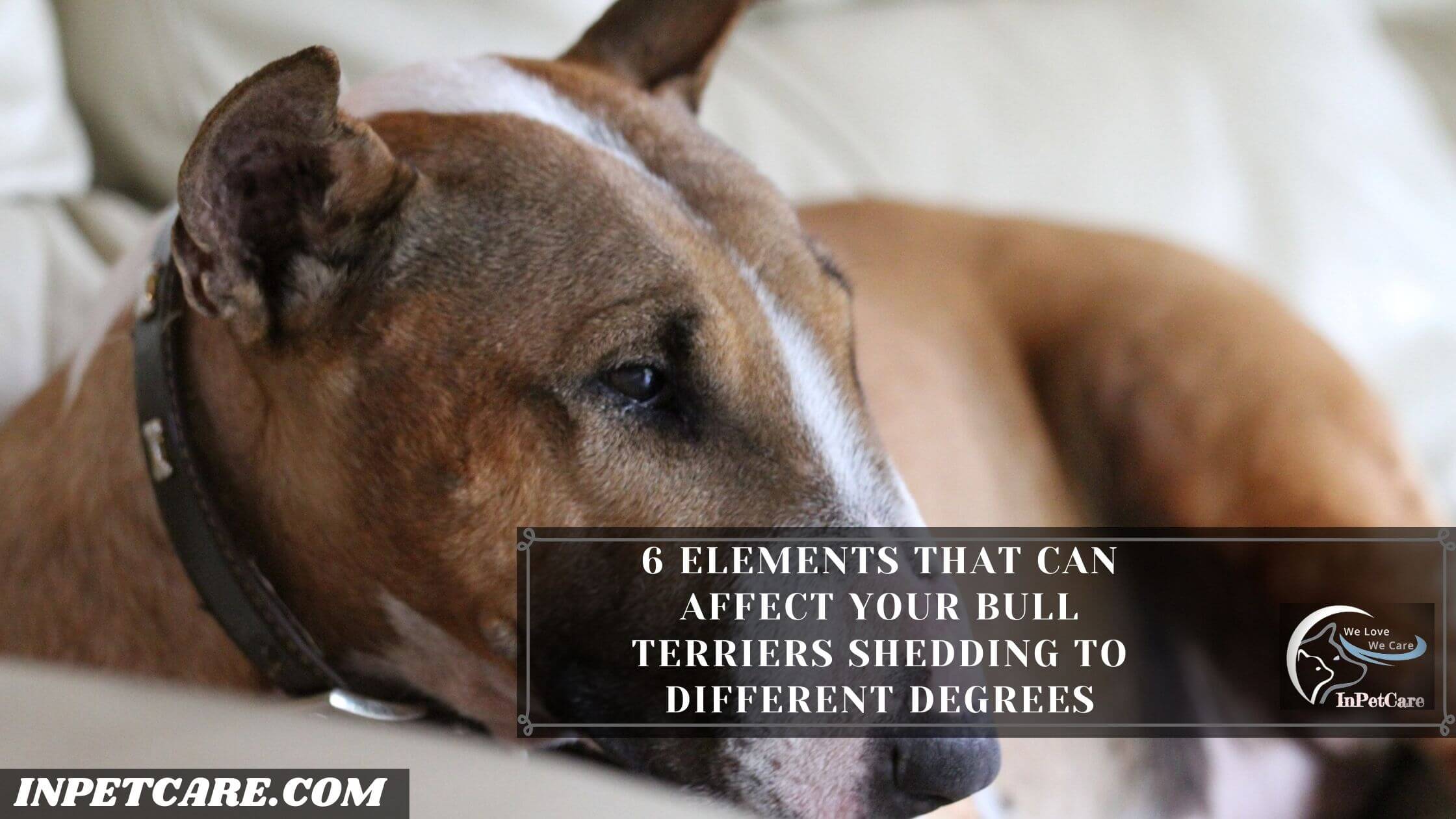 Do Bull Terriers Shed? (9 Tips To Control Its Shedding)