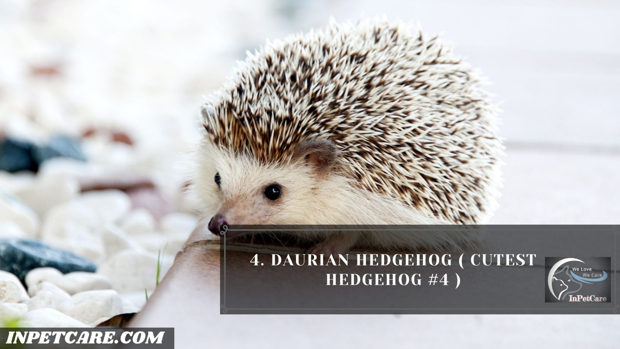 9 Cutest Hedgehogs Of The World To Pet (With Pictures)