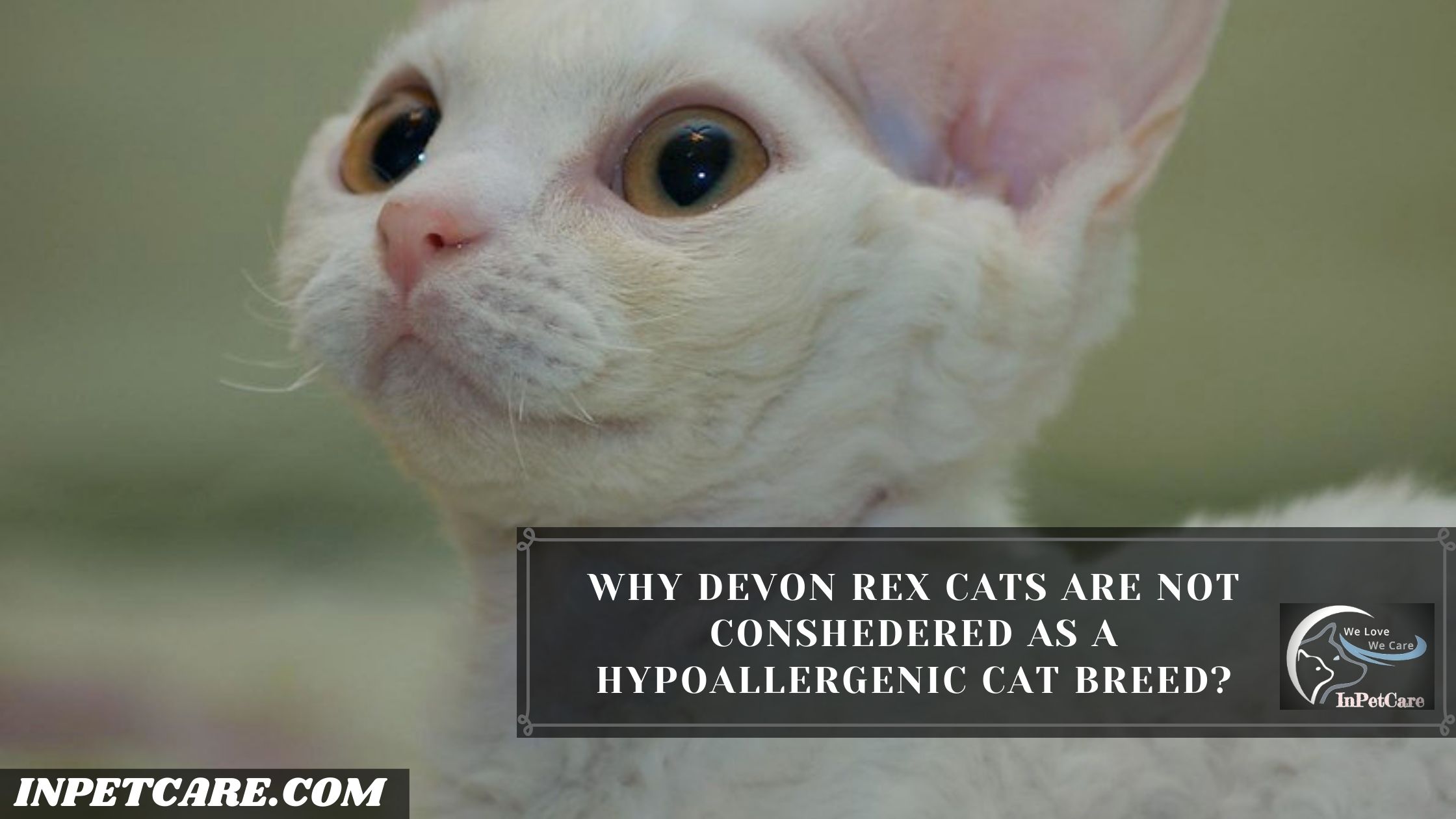 Are Devon Rex Cats Hypoallergenic? - InPetCare