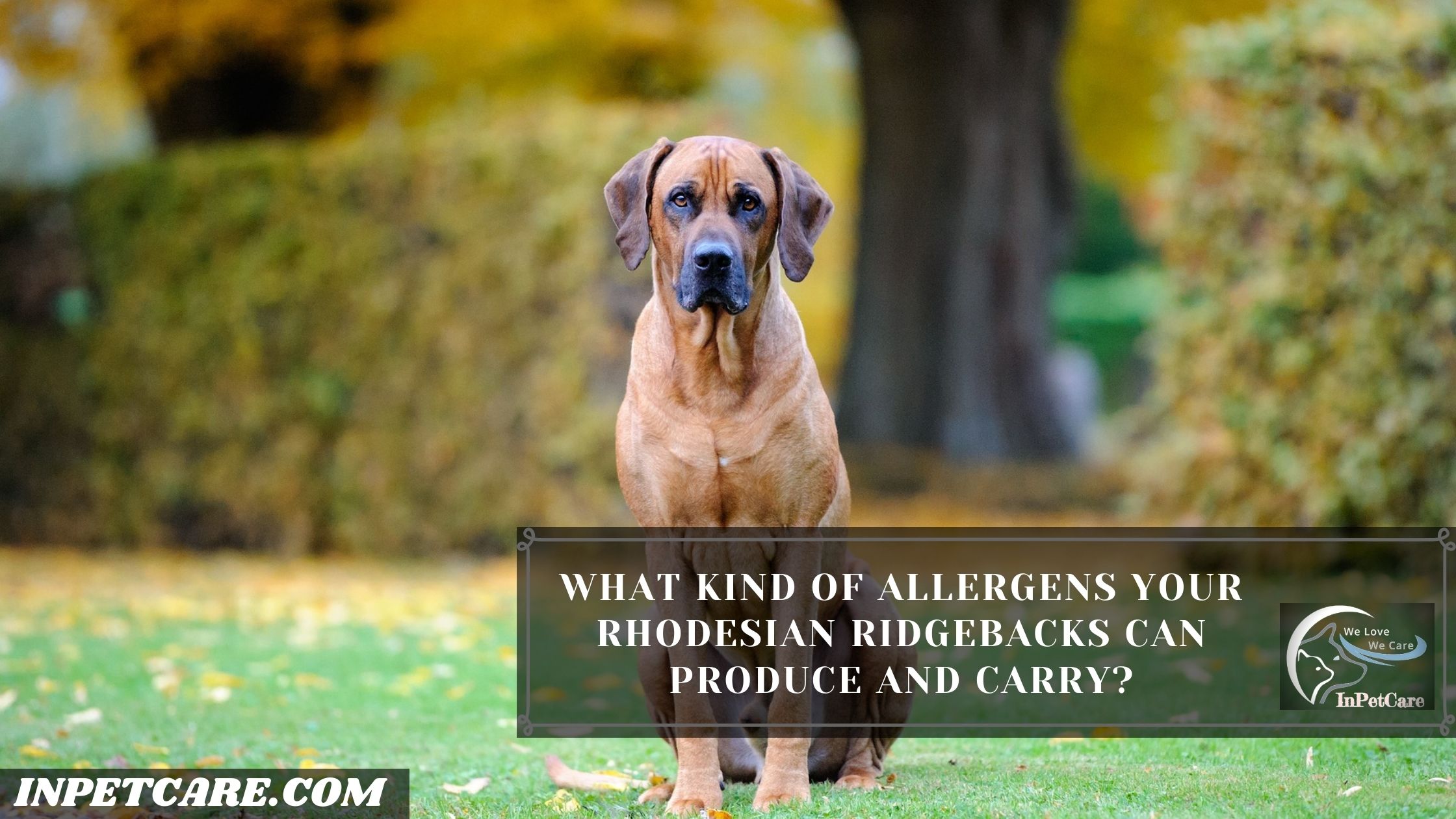 Are Rhodesian Ridgebacks Hypoallergenic? - InPetCare