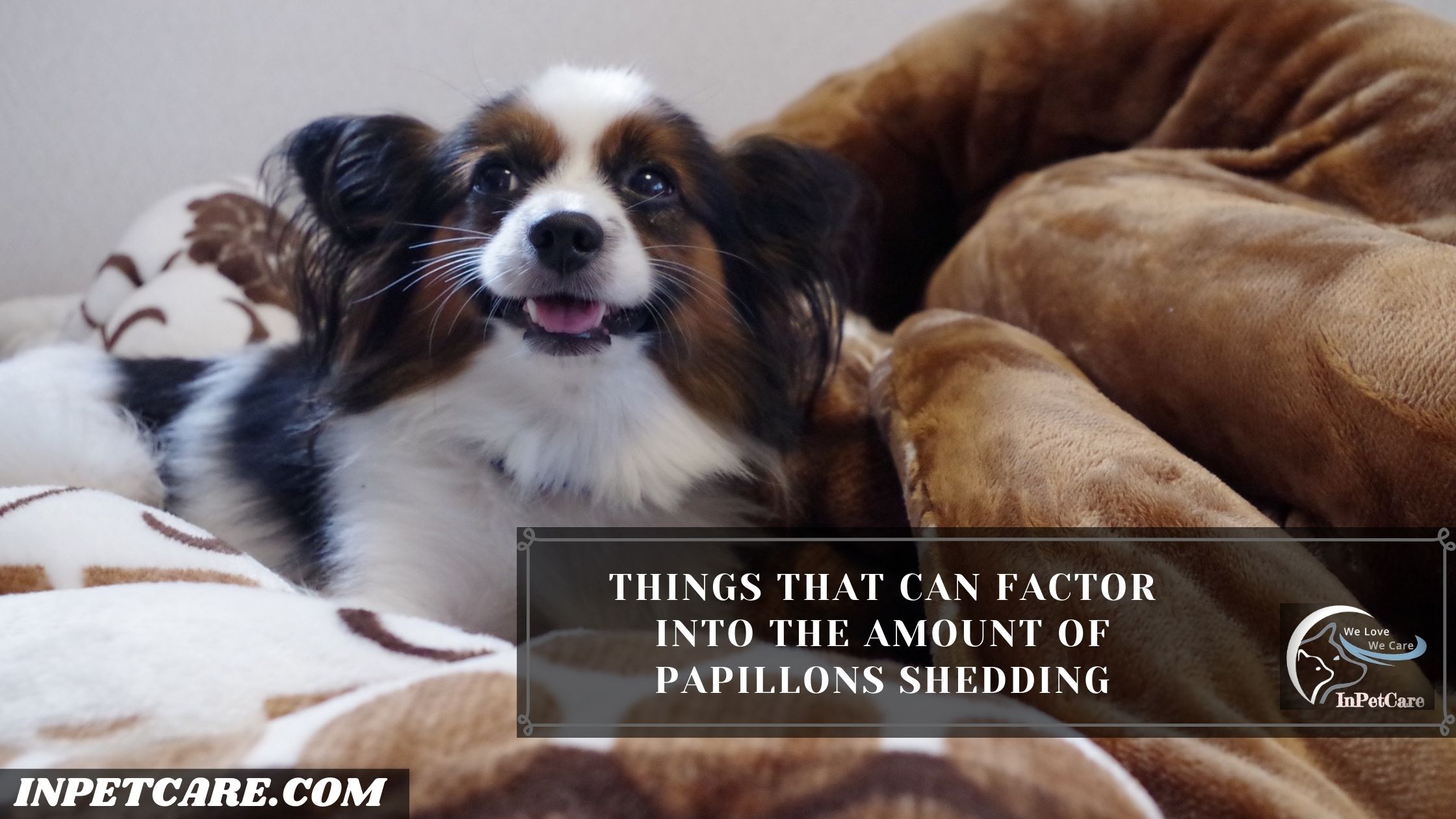 Do Papillons Shed? Tips To Control Its Shedding