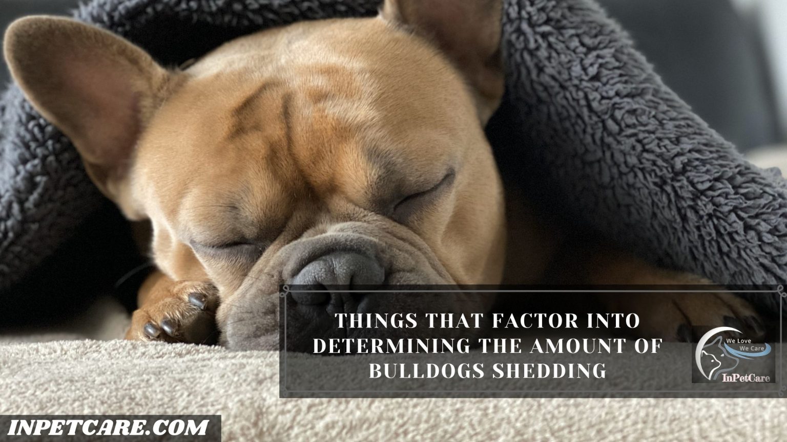 Do Bulldogs Shed? (13 Tips To Control Its Shedding)