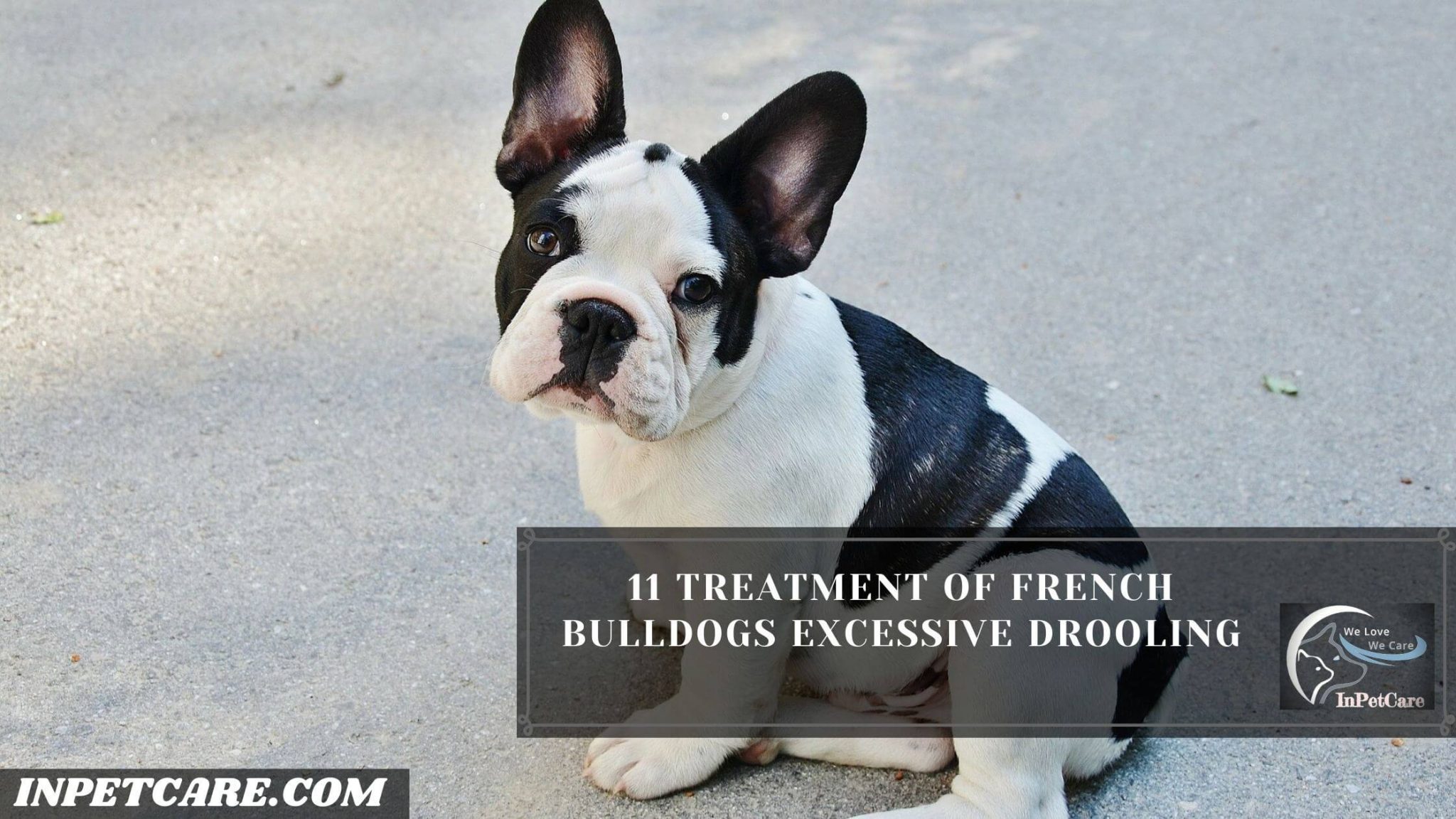 Do French Bulldogs Drool? 8 Causes And 11 Tips For Drooling