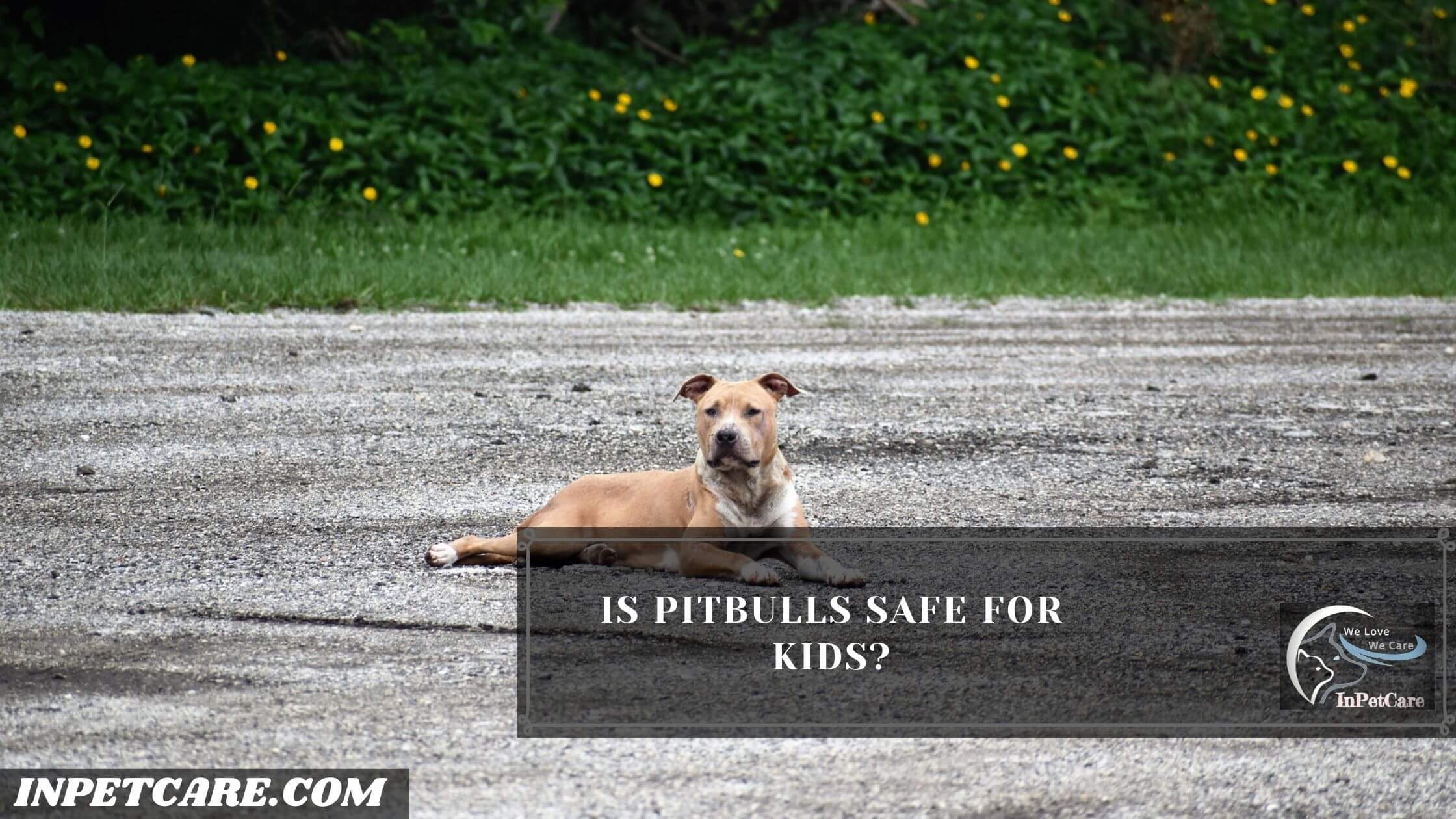 Are Pitbulls Safe? (Here's What You Need To Know)