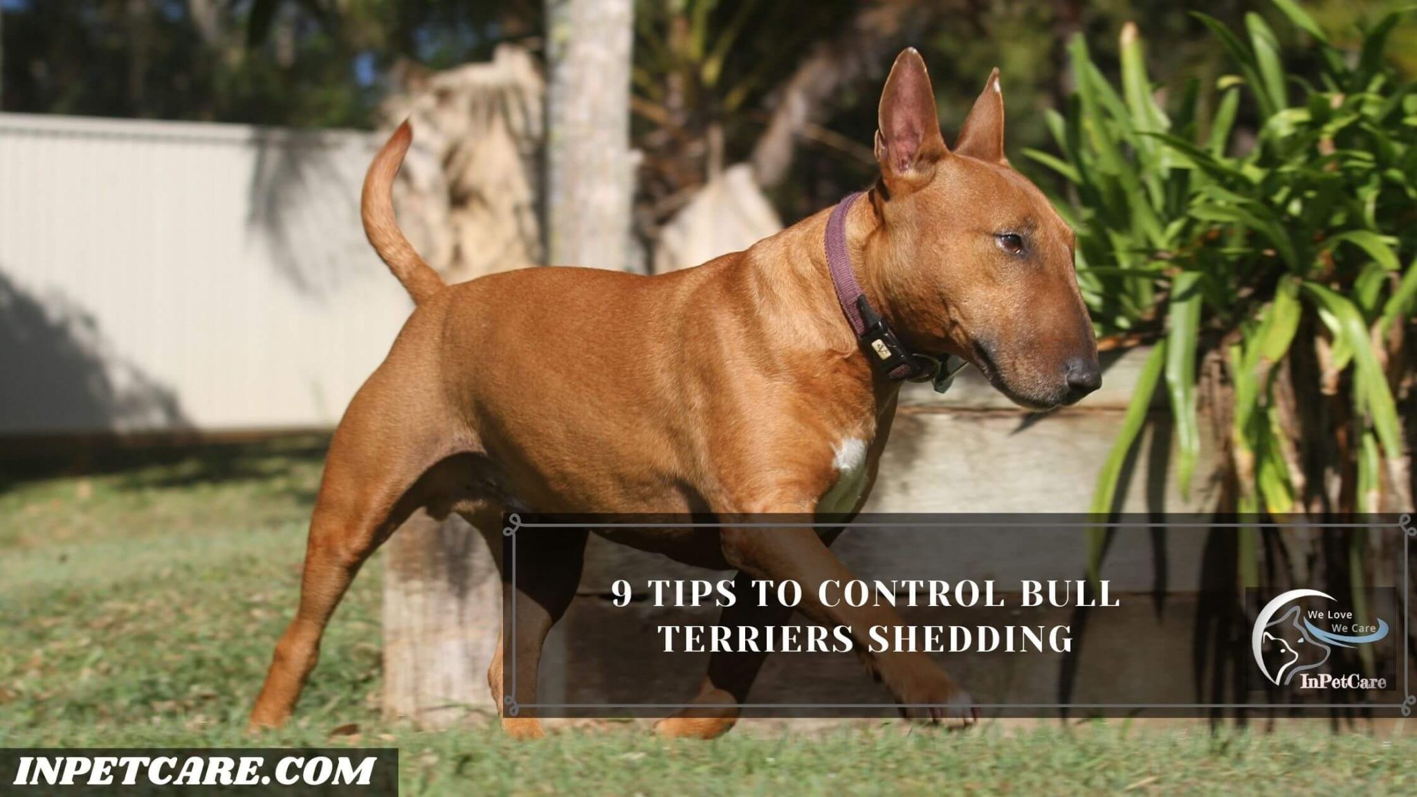 Do Bull Terriers Shed? (9 Tips To Control Its Shedding)