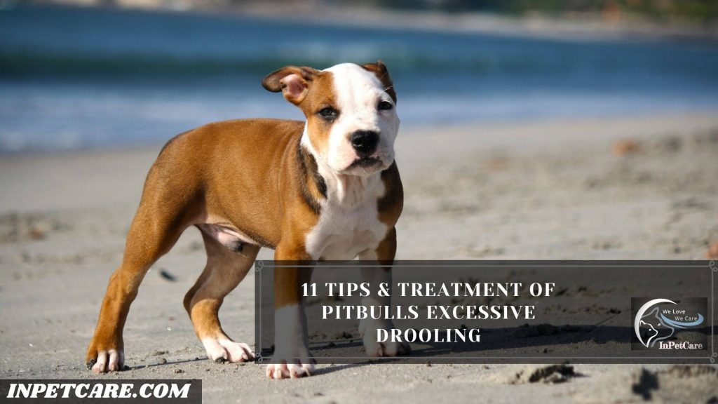 Do Pit Bulls Drool