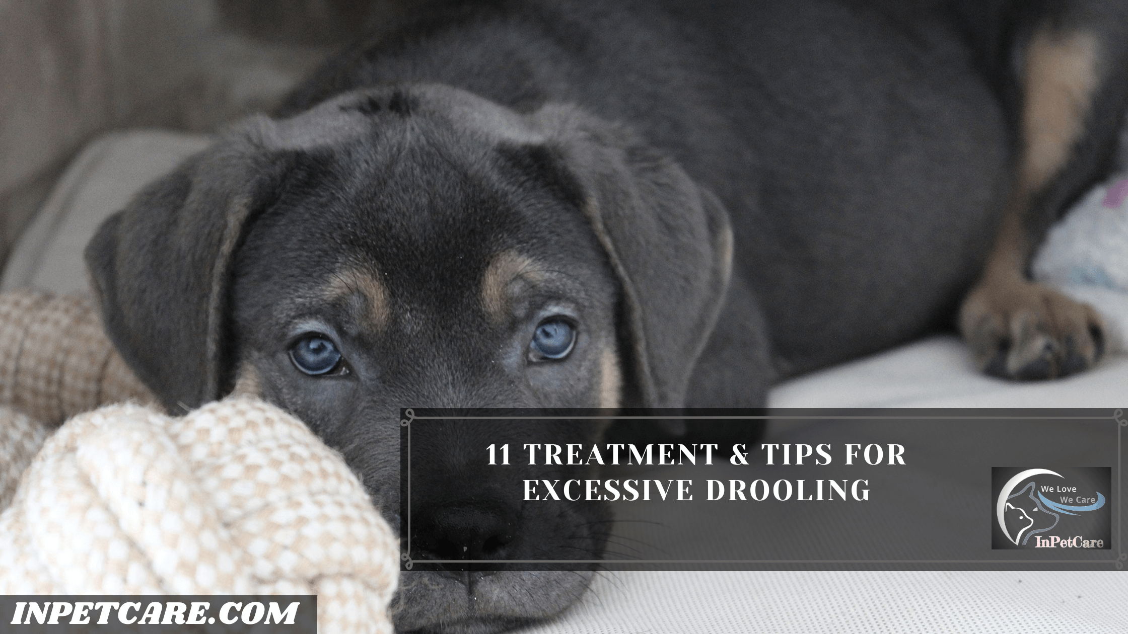 Do Cane Corsos Drool? (9 Tips To Control & Avoid Drooling)