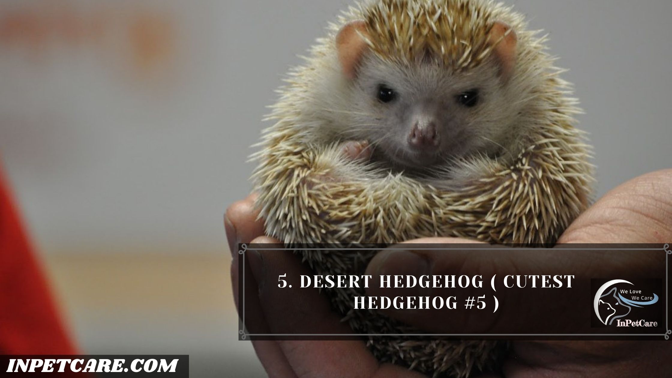 9 Cutest Hedgehogs Of The World To Pet (With Pictures)