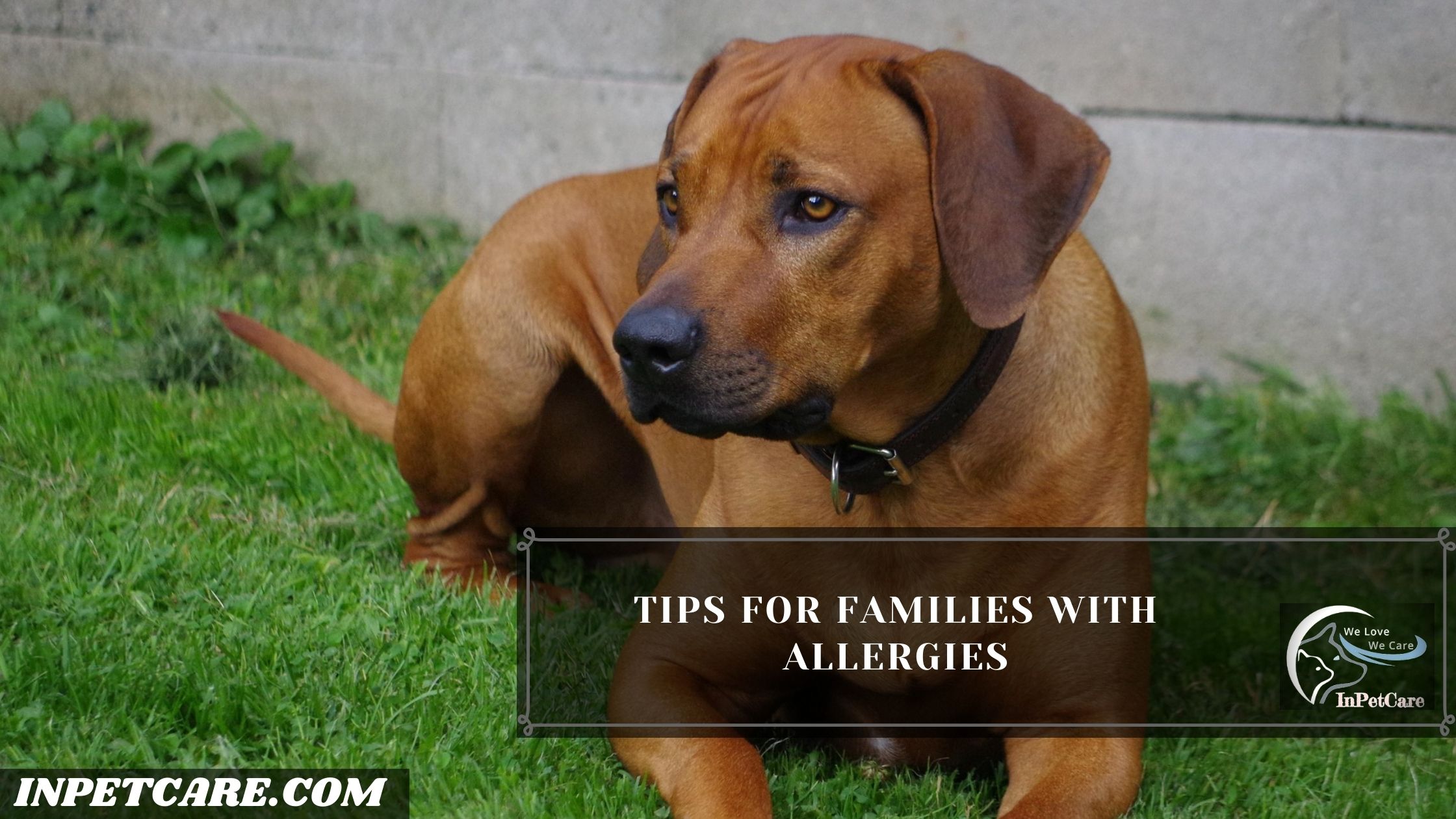Are Rhodesian Ridgebacks Hypoallergenic? - InPetCare