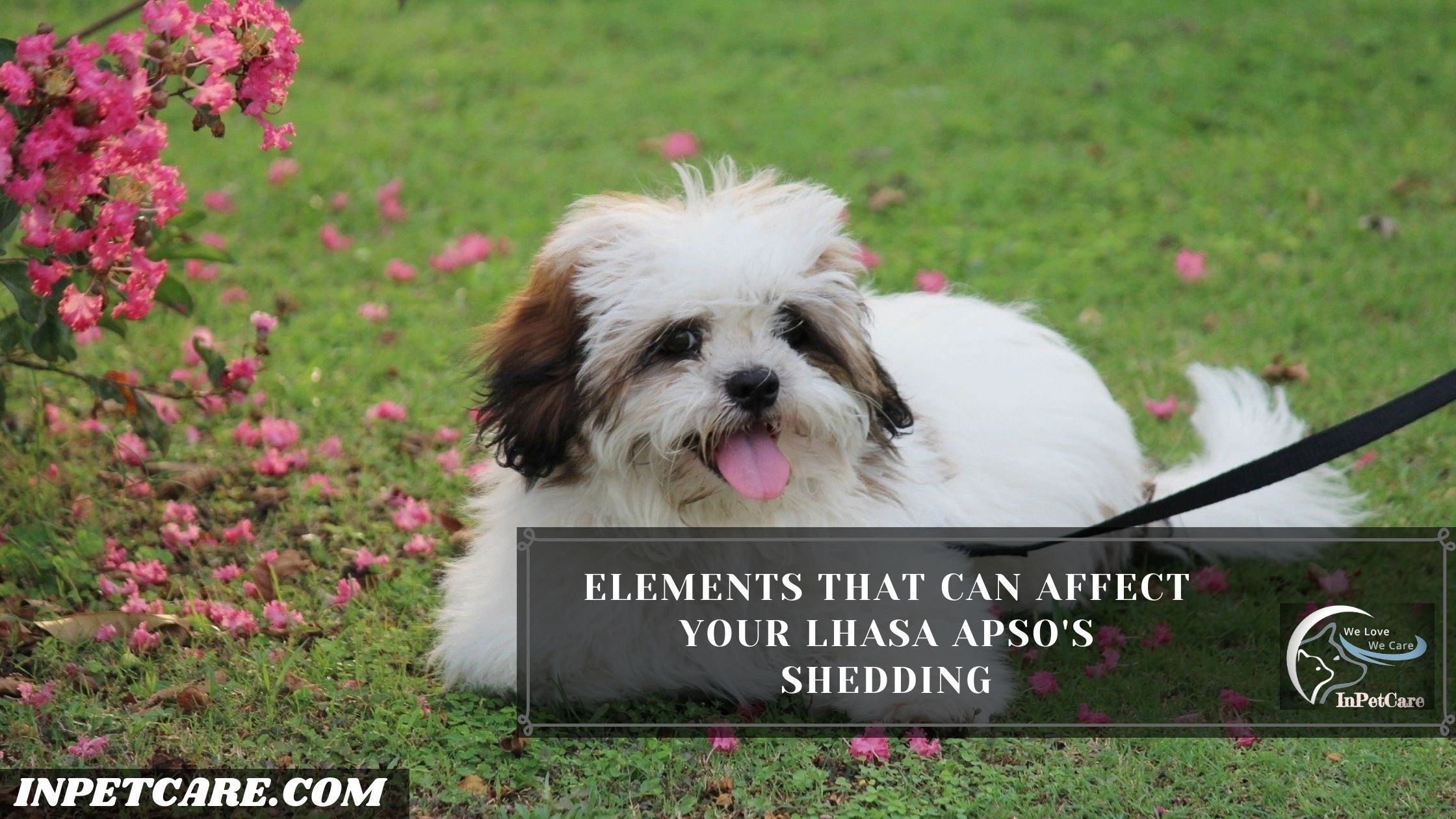 Do Lhasa Apsos Shed? (Tips To Control Its Shedding)