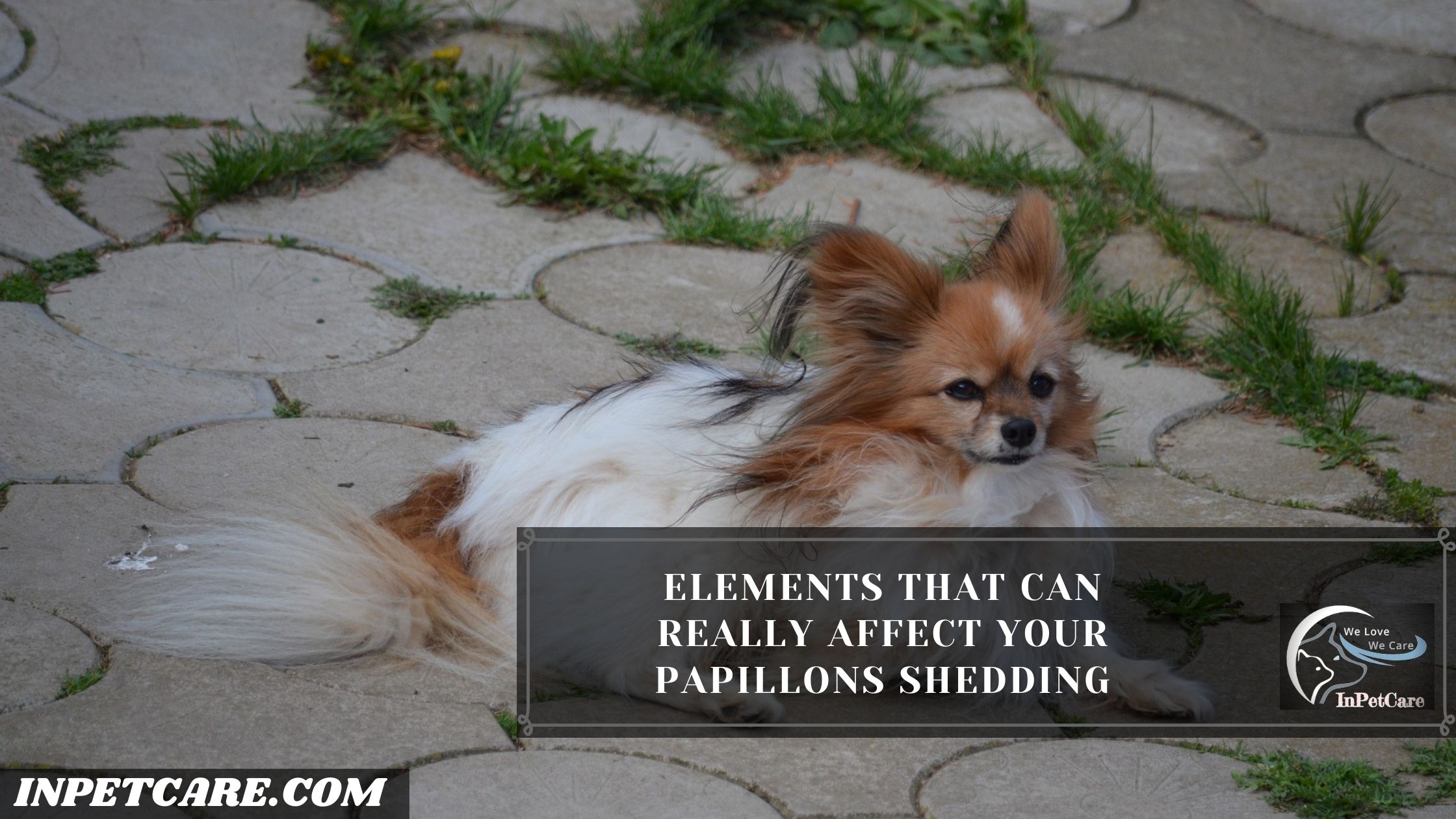 Do Papillons Shed? Tips To Control Its Shedding